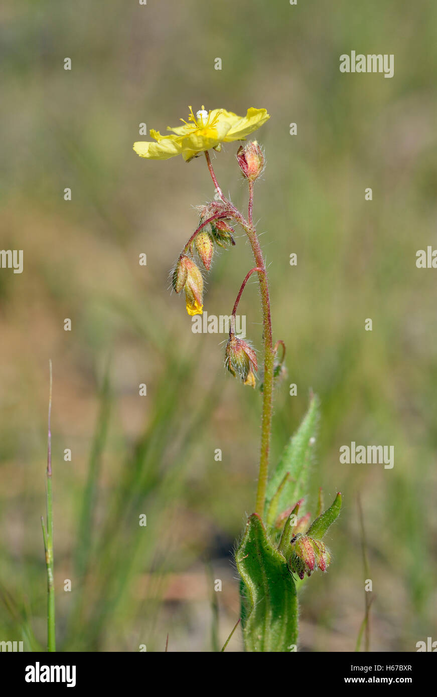 Spotted Rock-rose - Tuberaria guttata Unspotted form Stock Photo - Alamy