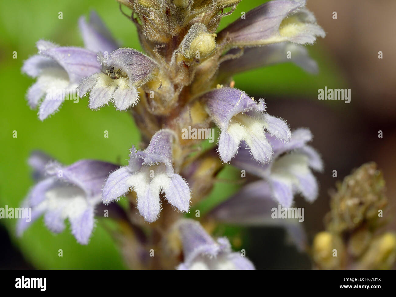 Hemp Broomrape - Orobanche ramosa Parasitic plant from Cyprus Stock ...