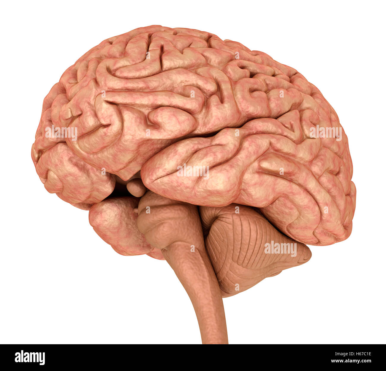 Anatomical diagram brain Cut Out Stock Images & Pictures - Alamy