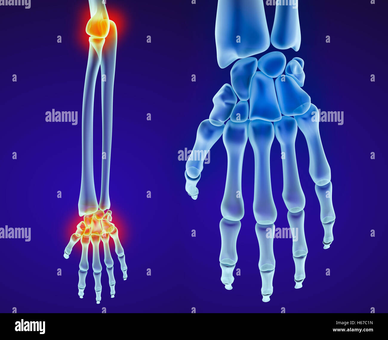 Human hand anatomy. Medically accurate 3D illustration Stock Photo - Alamy