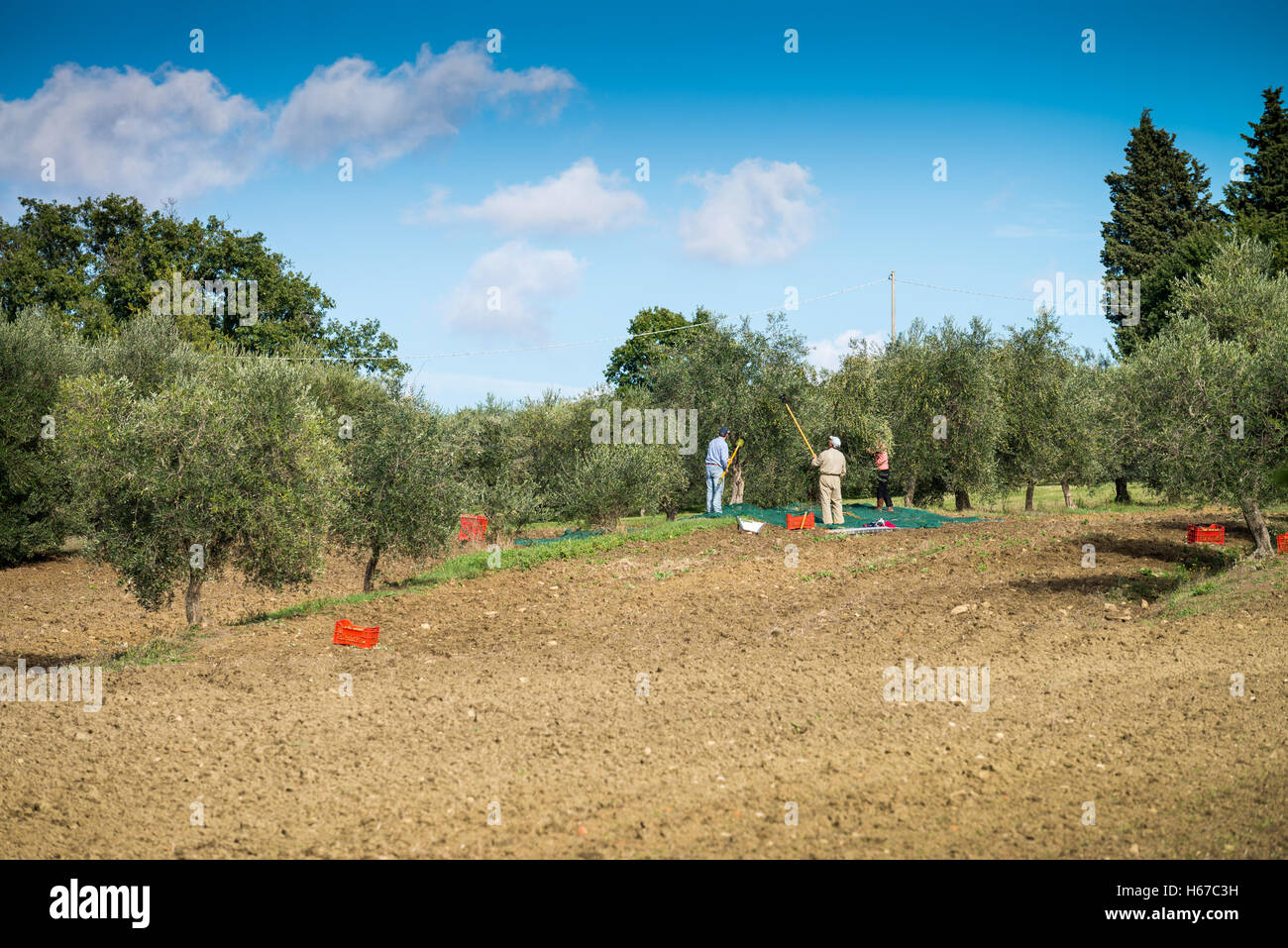 Picking olives portugal hi-res stock photography and images - Alamy