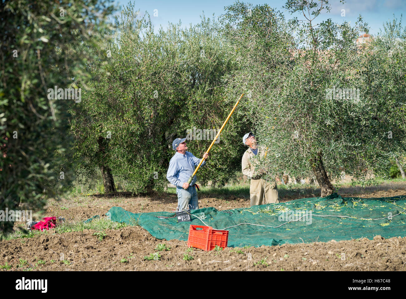 Farm worker harvests olives, Tuscany, Italy, EU, Europe Stock Photo - Alamy