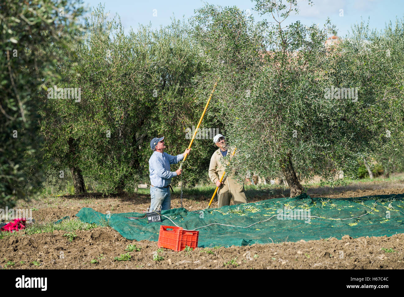 Farm worker harvests olives, Tuscany, Italy, EU, Europe Stock Photo - Alamy