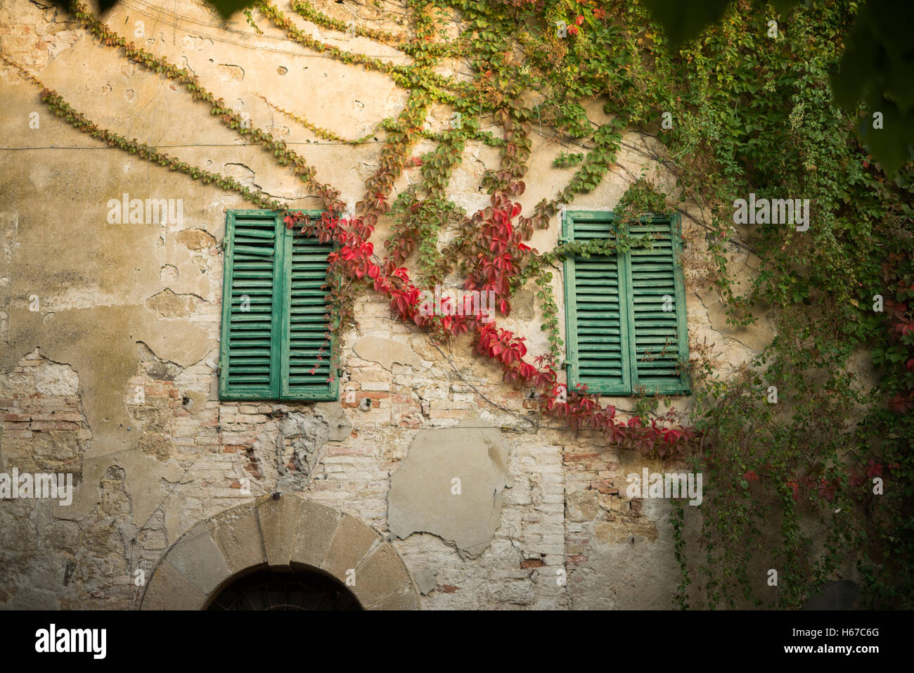Ivy covered wall and shuttered window, Monticchiello, Tuscany, Italy ...