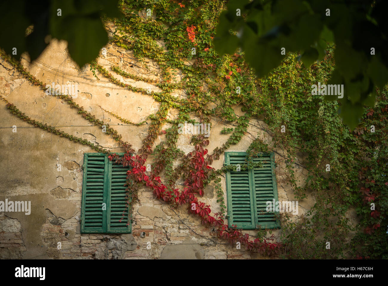 Ivy covered wall and shuttered window, Monticchiello, Tuscany, Italy ...