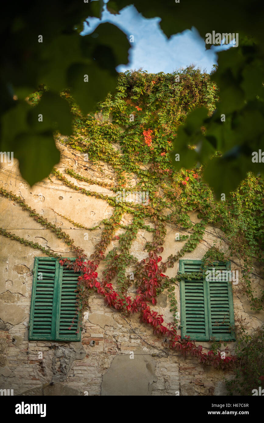 Ivy covered wall and shuttered window, Monticchiello, Tuscany, Italy ...