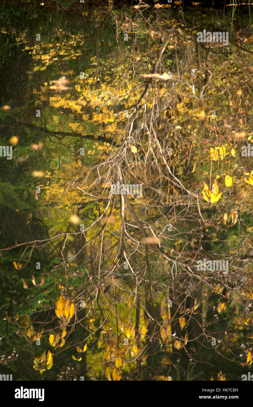Trees reflection pond hi-res stock photography and images - Alamy