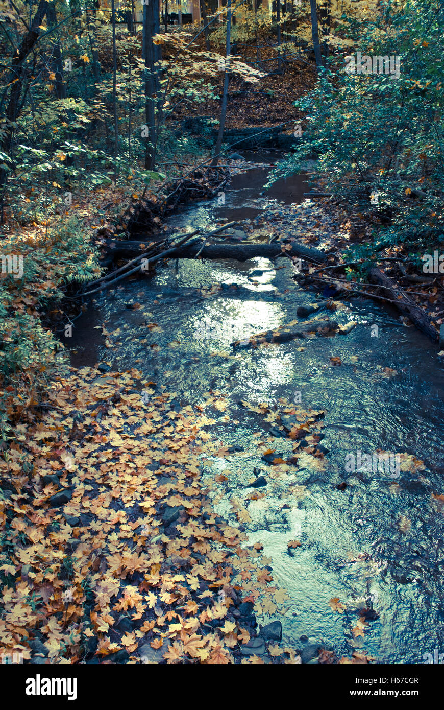 Stream and woods hi-res stock photography and images - Alamy