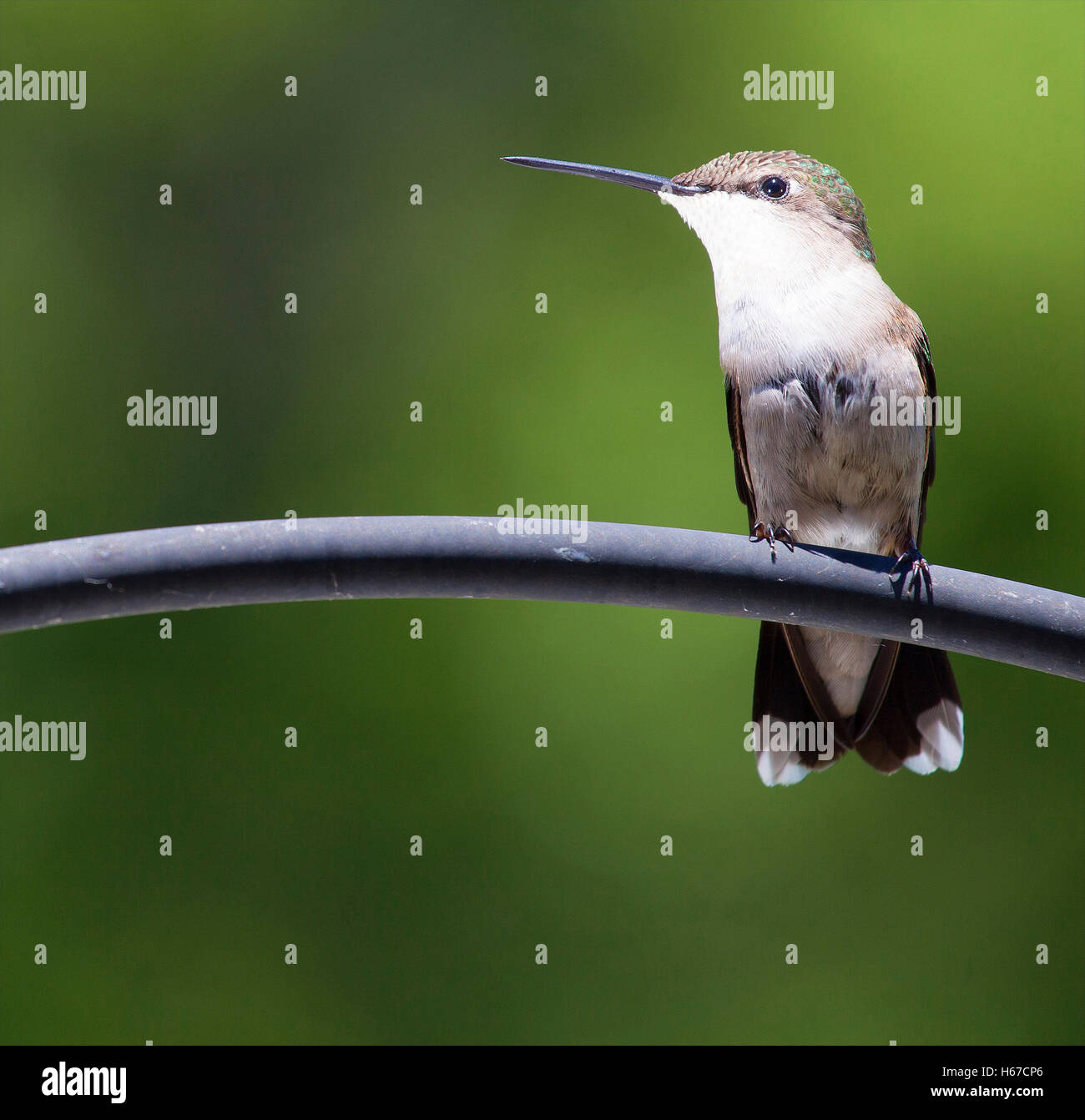 Hummingbird sitting on a metal tube with its head to the side Stock ...