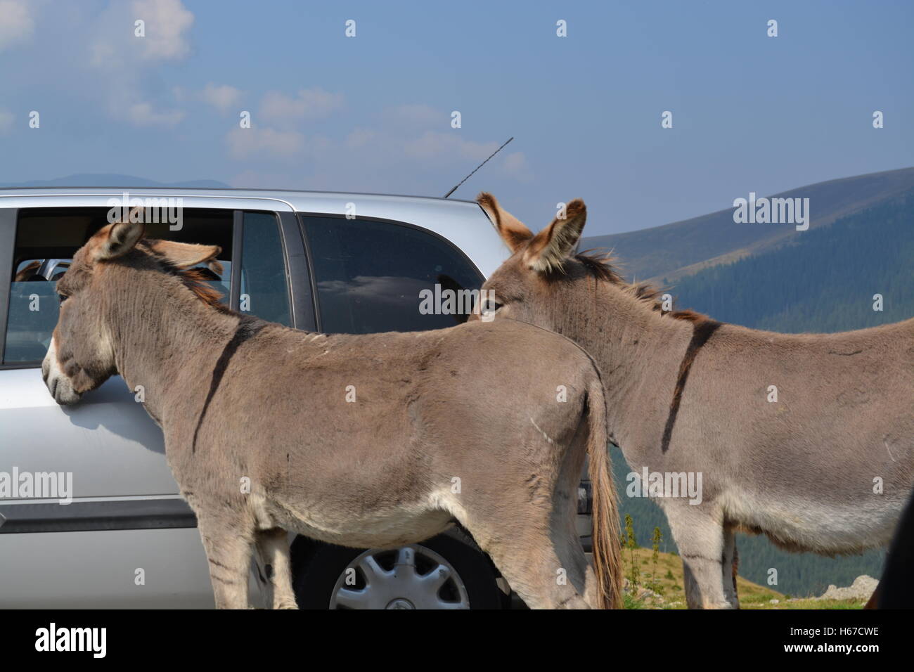 Friendly donkeys on a tourist path Stock Photo - Alamy