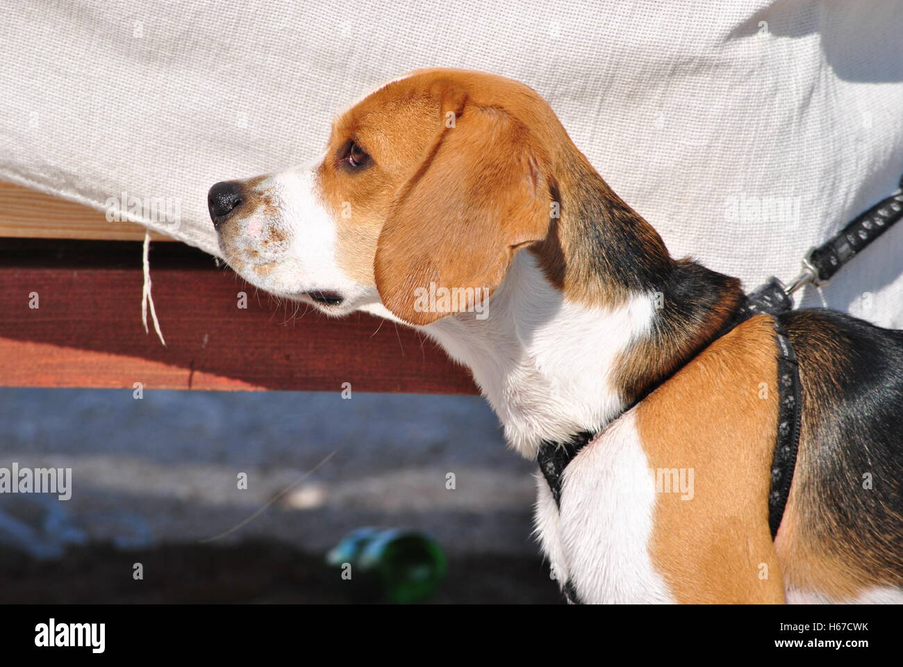 Beagle at the beach Stock Photo - Alamy