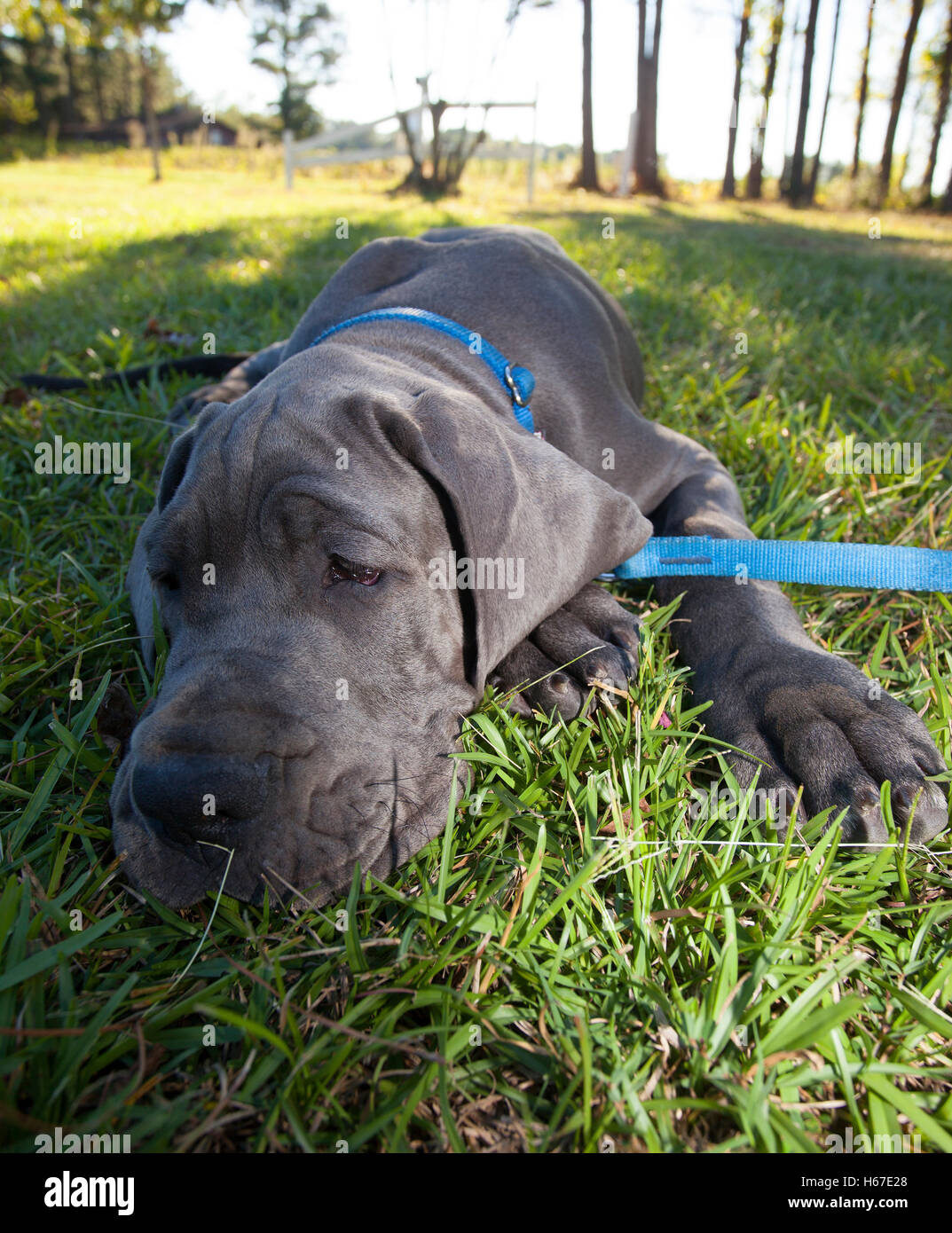 Grey Great Dane puppy on the grass that seems to be thinking about ...