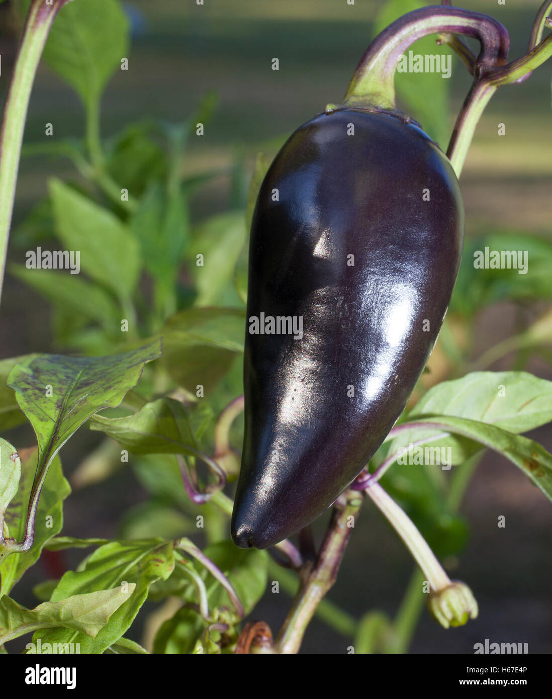 Fat purple jalapeno that is still growing on its plant Stock Photo - Alamy