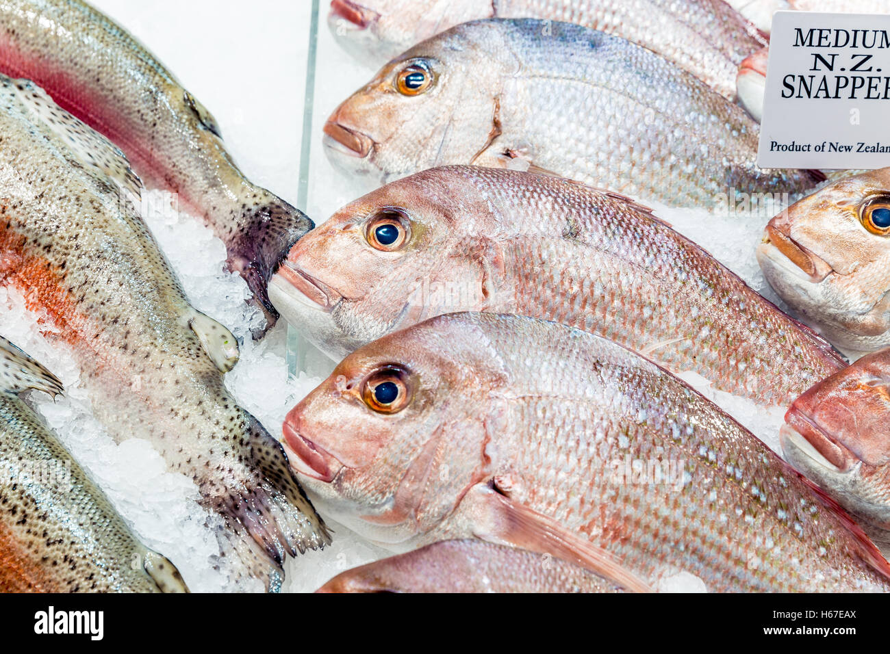 Snapper fish hi-res stock photography and images - Alamy