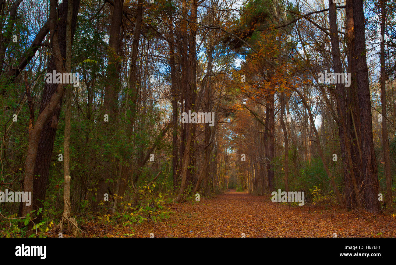 Thick line of trees and leaves around a fall trail in North Carolina ...