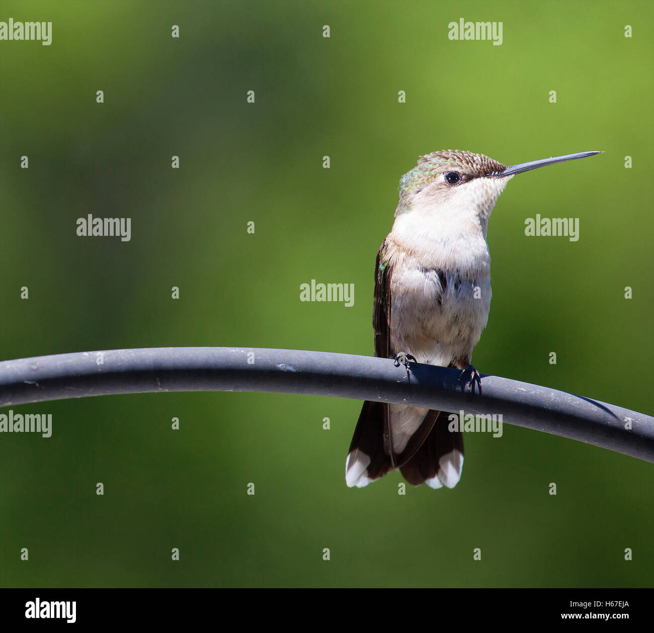 Humming bird sitting hi-res stock photography and images - Alamy