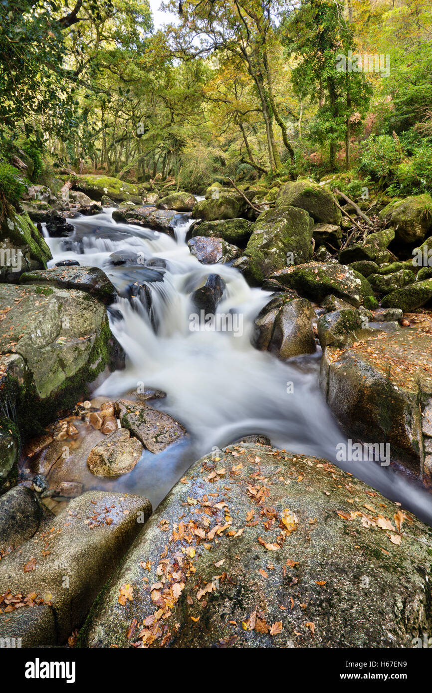 The River Plym in Dewerstone Wood, Devon Stock Photo - Alamy