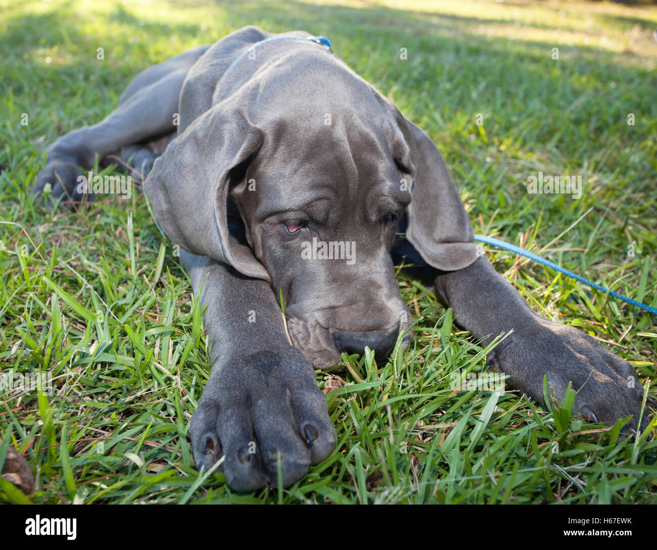 Blue great dane dog hi-res stock photography and images - Alamy