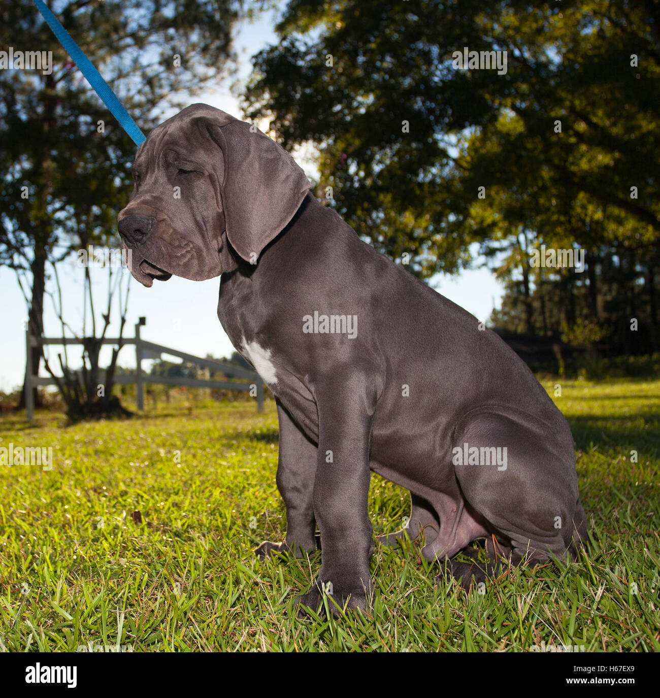Grey Great Dane puppy sitting on the grass that looks very sad Stock ...