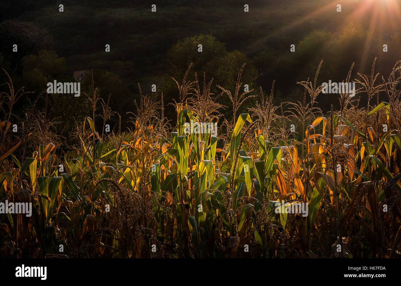 Corn field lit by a setting sun Stock Photo - Alamy