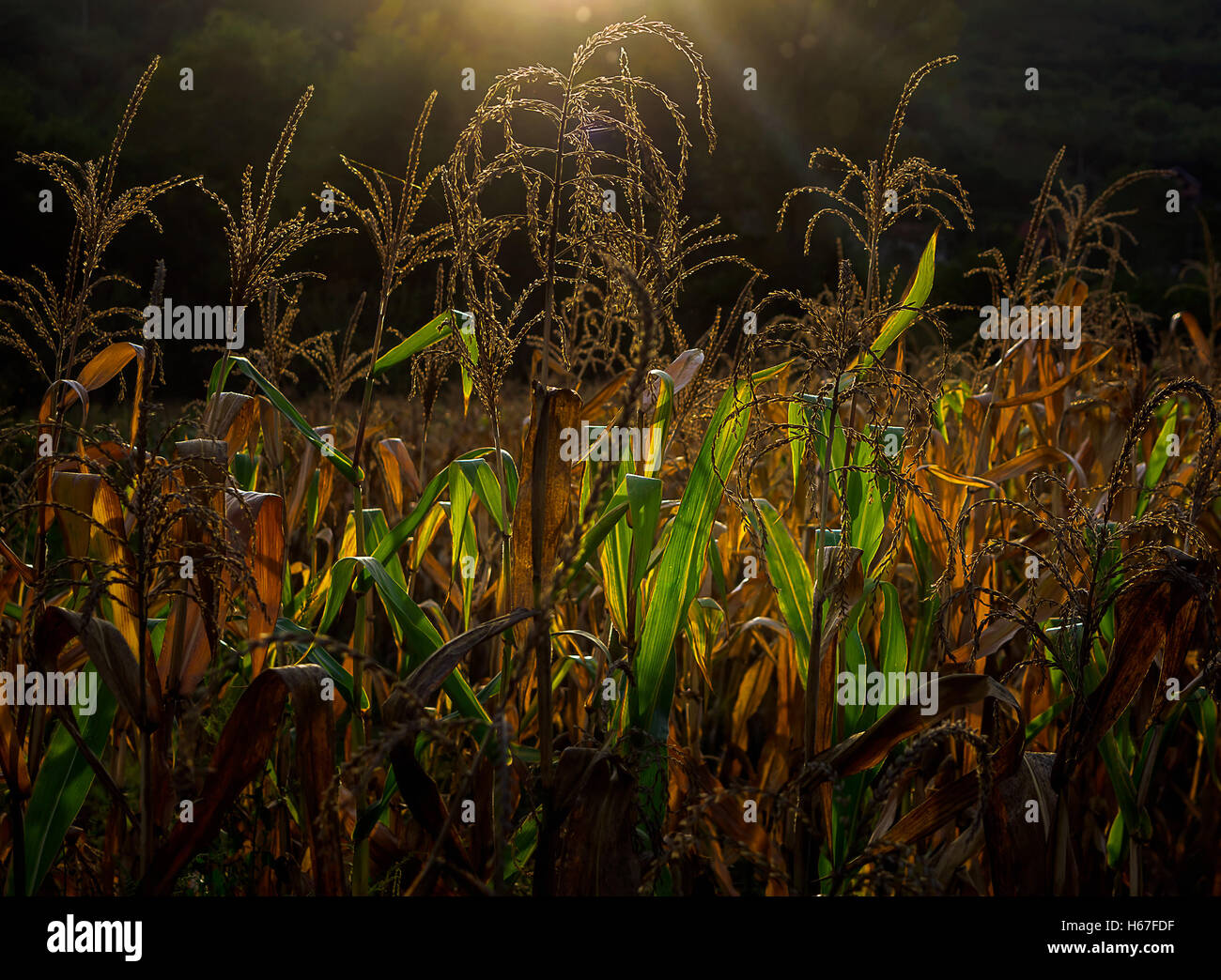 Corn field lit by a setting sun Stock Photo - Alamy