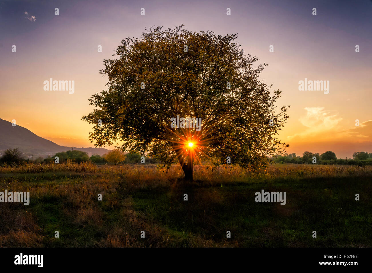 Beautiful Sunset through the single tree branches Stock Photo - Alamy