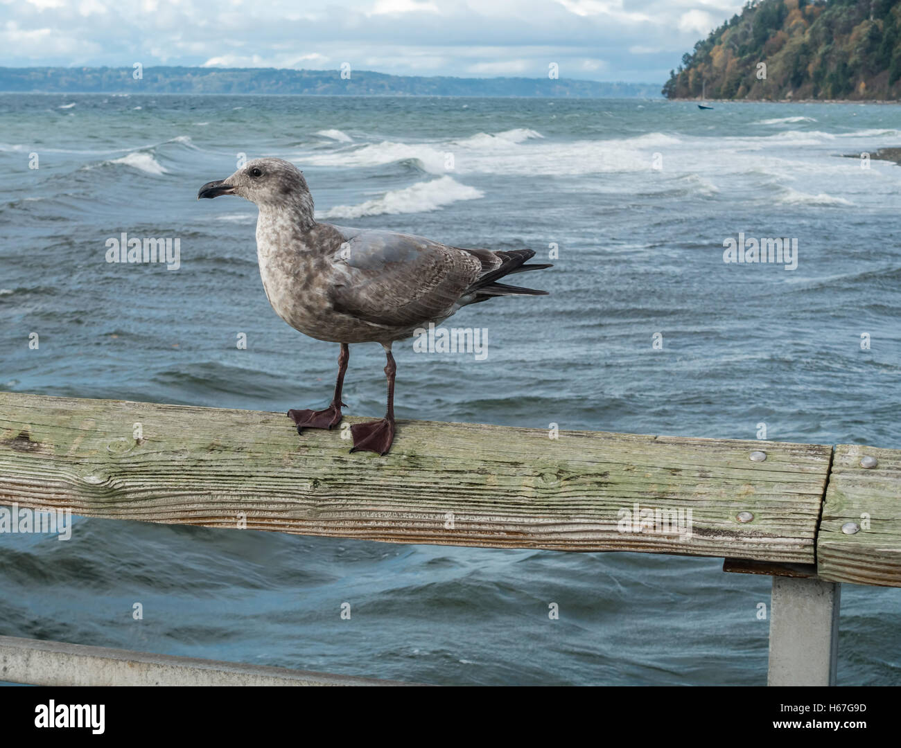 Washington state seagull hi-res stock photography and images - Alamy
