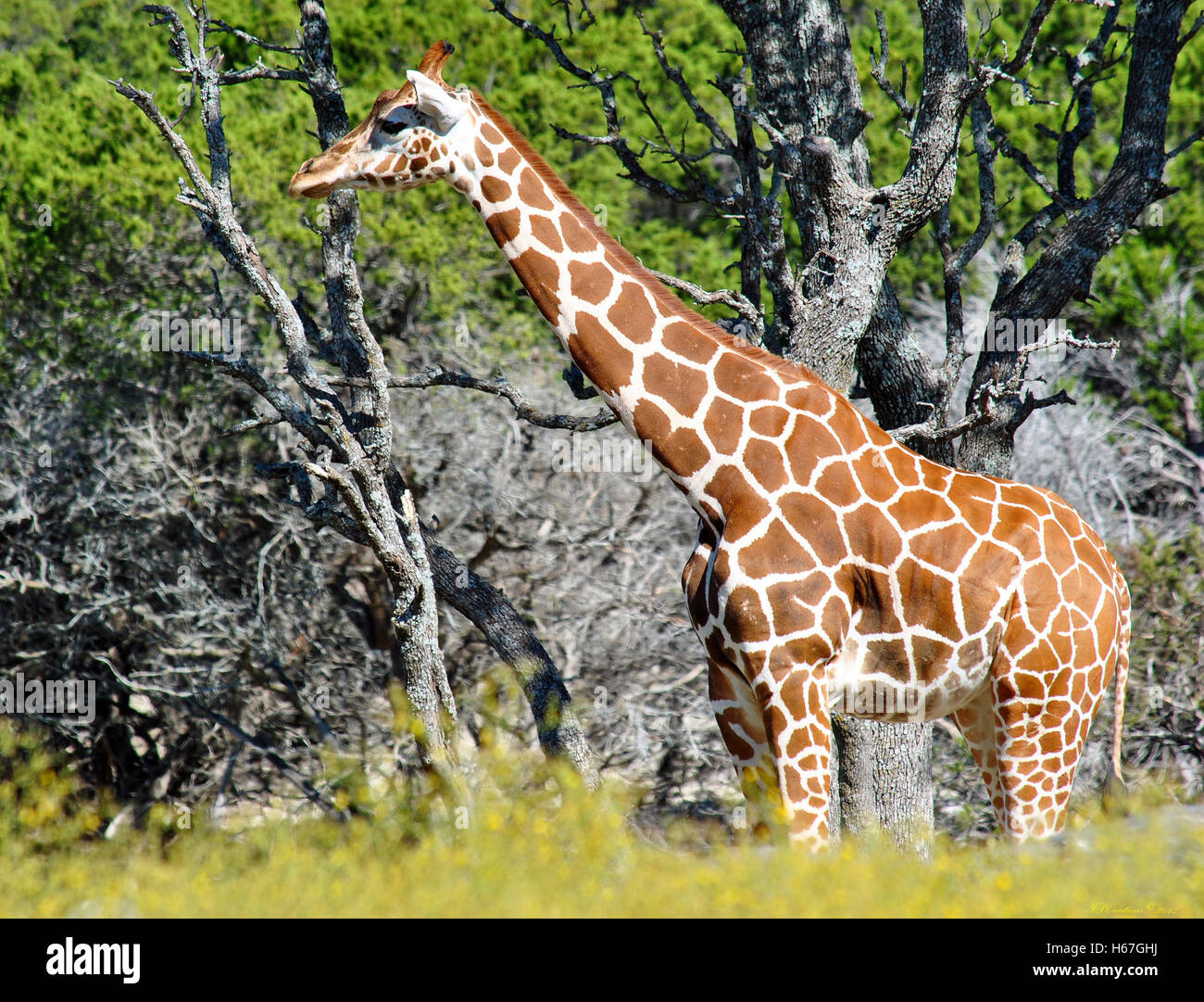 Giraffe tree flowers hi-res stock photography and images - Alamy