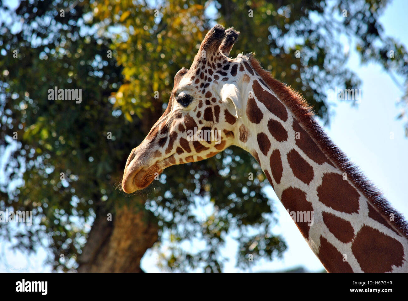 Giraffe images hi-res stock photography and images - Alamy
