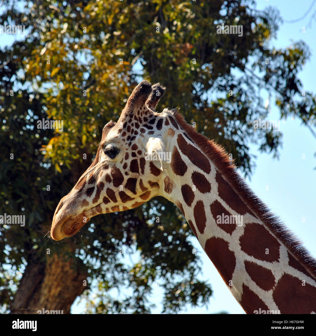 Giraffe images hi-res stock photography and images - Alamy