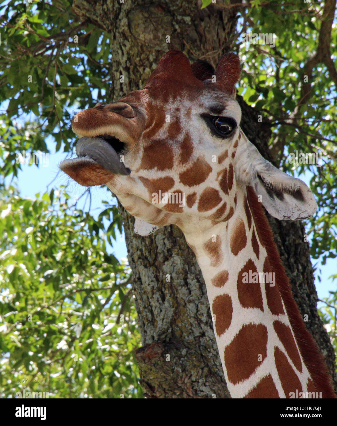 Giraffe sticking out tongue hi-res stock photography and images - Alamy