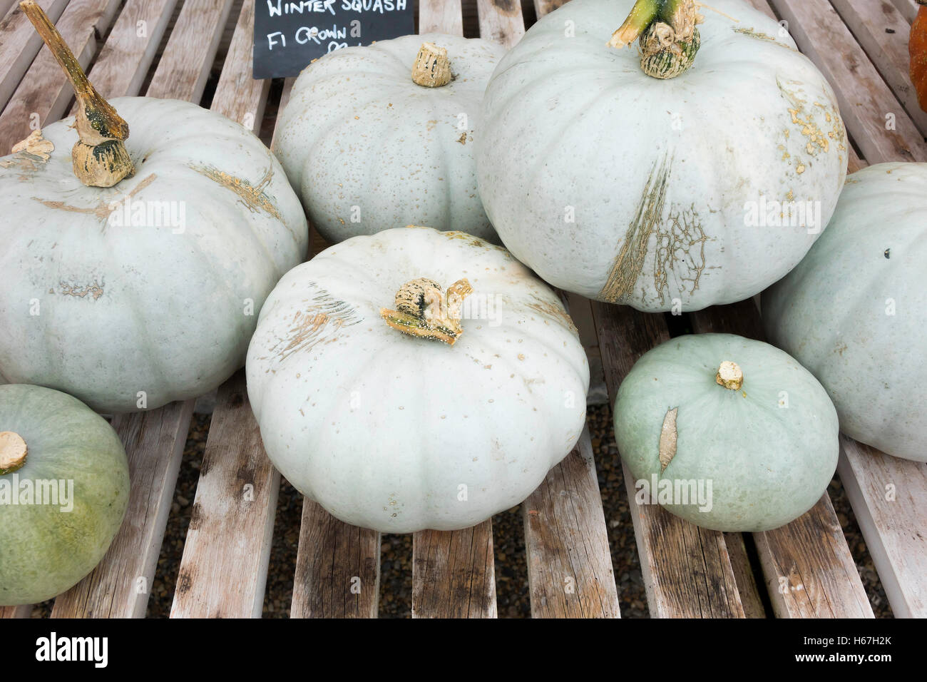 Winter Squash Crown Prince on display at the Helmsley Walled Garden ...