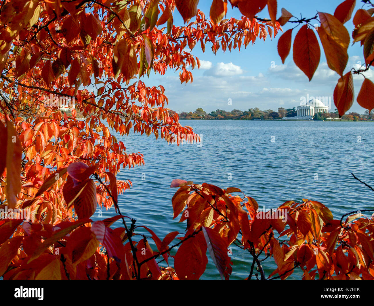 Autumn window Jefferson Memorial framed by cherry trees in fall colors ...