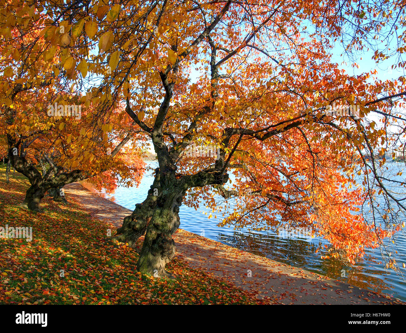 Tidal Basin cherry trees show their fall orange colors Stock Photo - Alamy