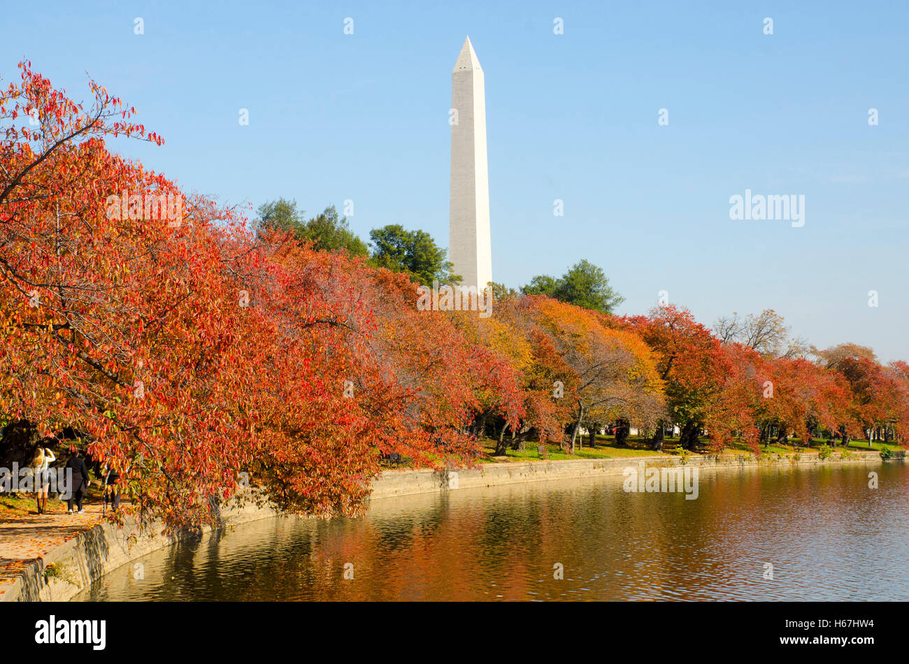 Canopy row Washington Monument looms behind the cherry trees at the ...