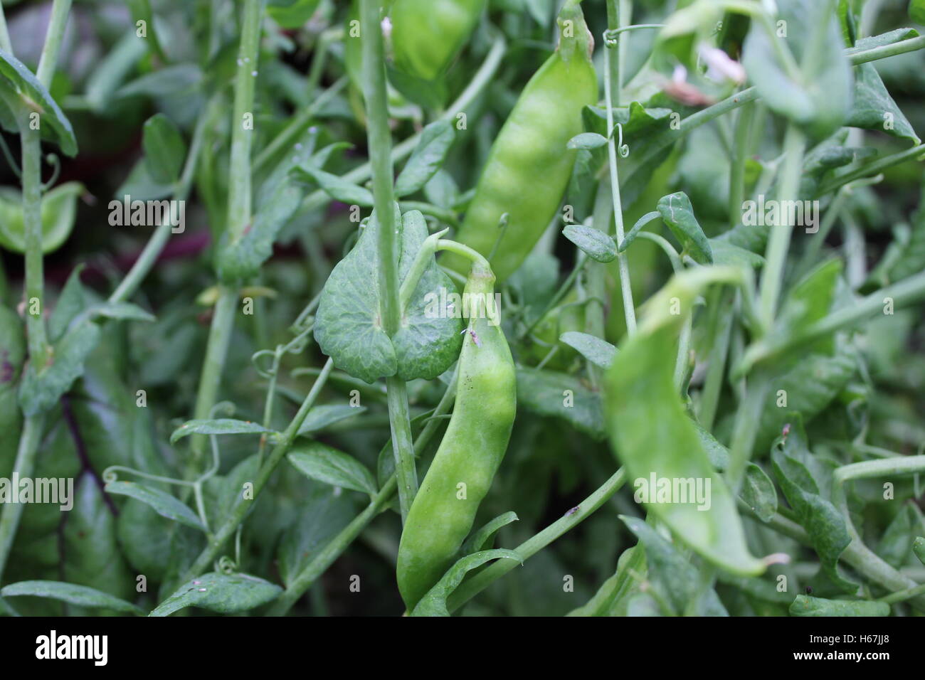 Pea pod plant hi-res stock photography and images - Alamy
