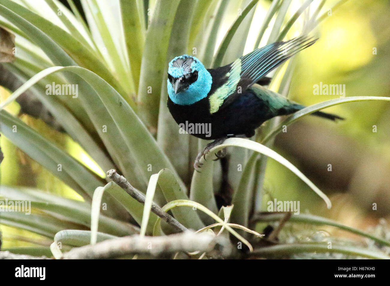 A Blue-necked Tanager flipping its wing Stock Photo - Alamy