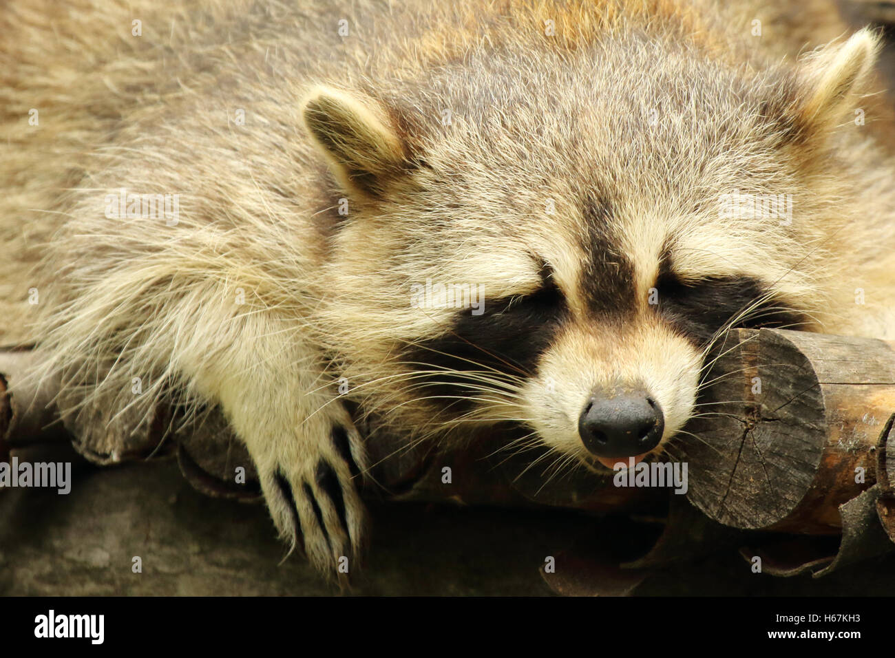 Carnivore tongue hi-res stock photography and images - Alamy