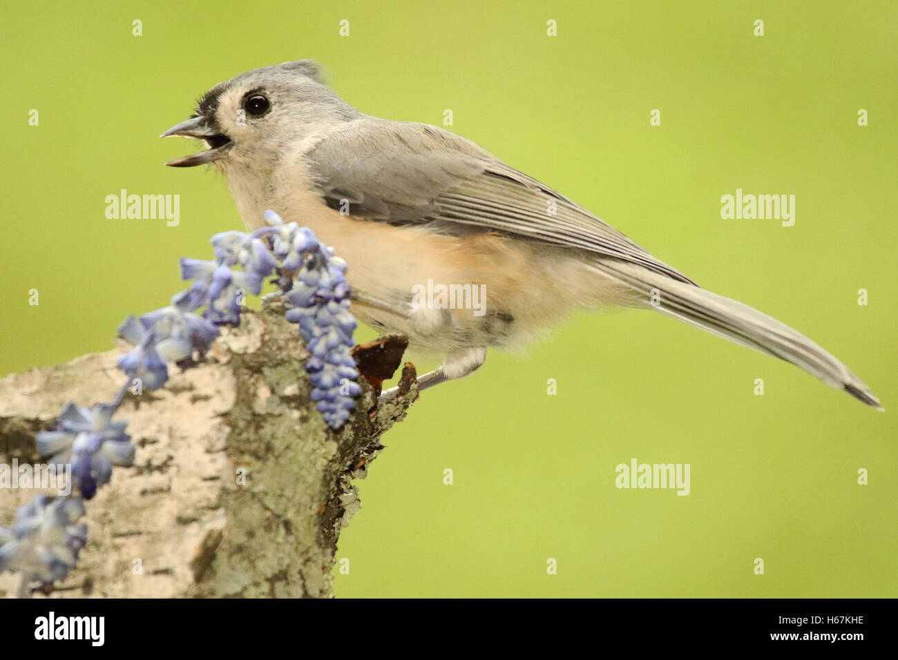 A Tufted Titmouse calling Stock Photo - Alamy