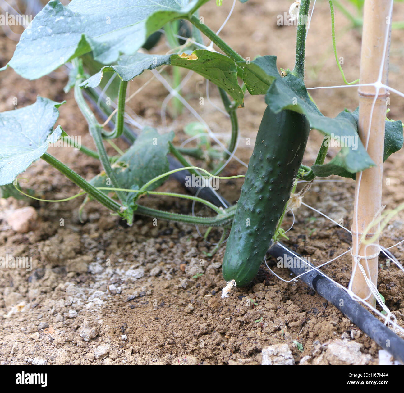 Cucumber growing in large garden hi-res stock photography and images ...