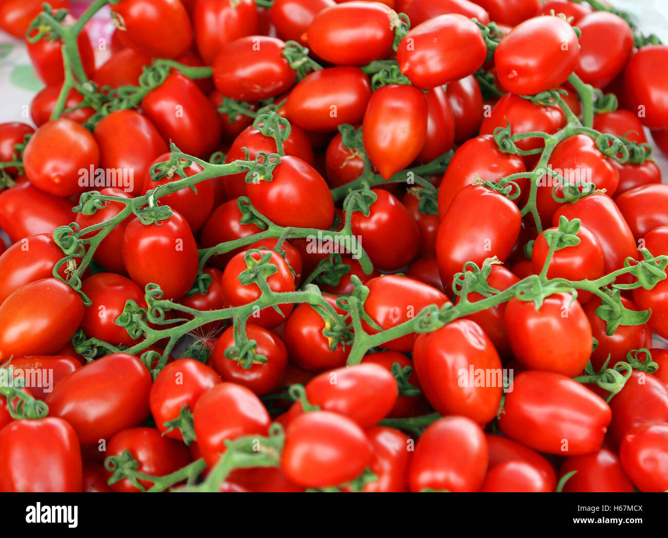 background of ripe red tomatoes just harvested in southern Italy Stock ...