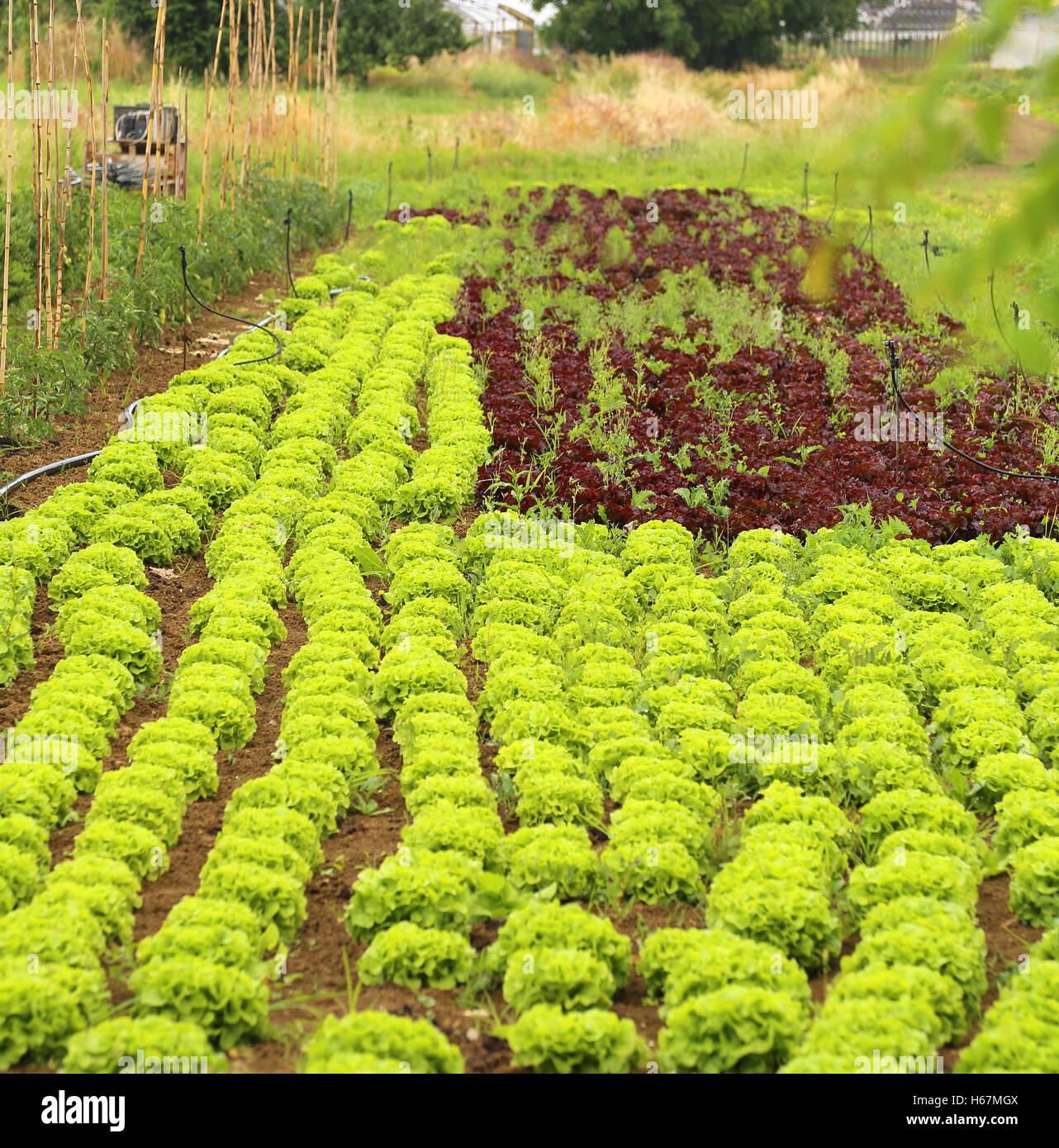 large vegetable garden cultivated with green lettuce and red chicory ...