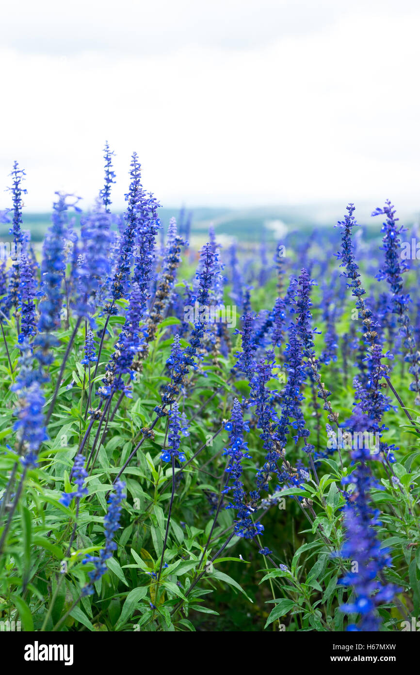 Summer flower in japan hi-res stock photography and images - Alamy