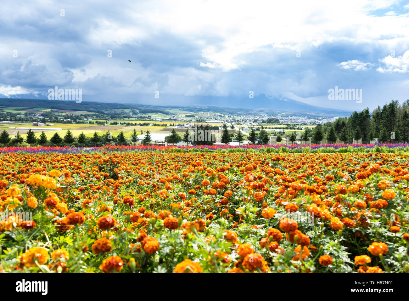 Summer flower in japan hi-res stock photography and images - Alamy