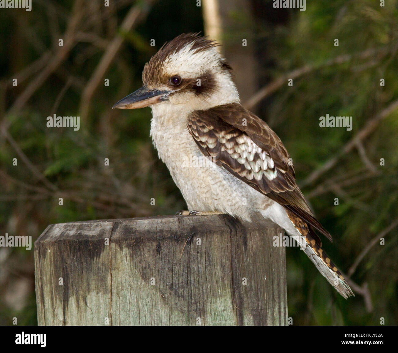 Alert Australian kookaburra with erect feathers on head on wooden post ...