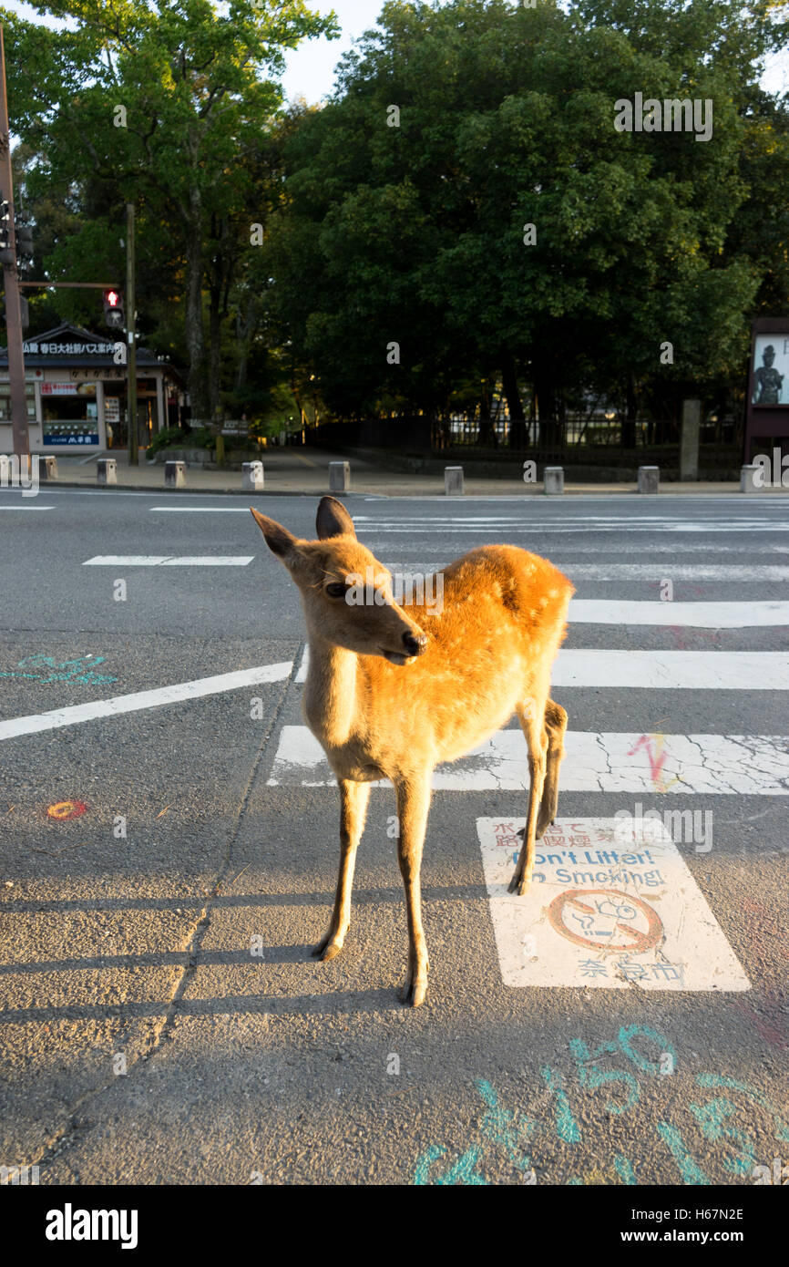 Deer stands hi-res stock photography and images - Alamy