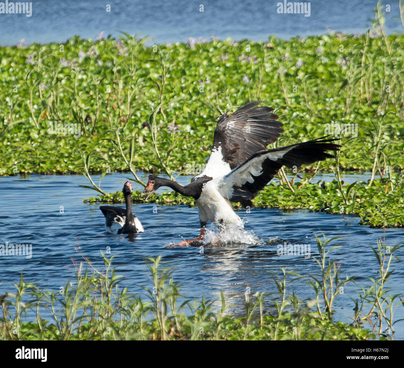 Australian magpie goose, Anseranus semipalmata, with wings outstretched ...