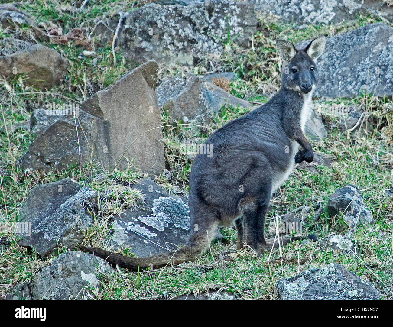 Australian wallaroo, Macropus robustus, in the wild, with dark grey fur ...