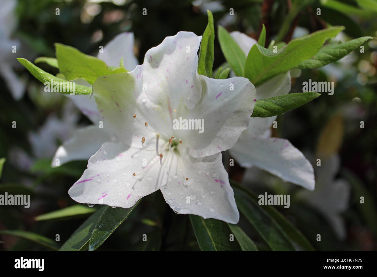 White Azaleas with the dewdrop at Kyoto, Japan Stock Photo - Alamy