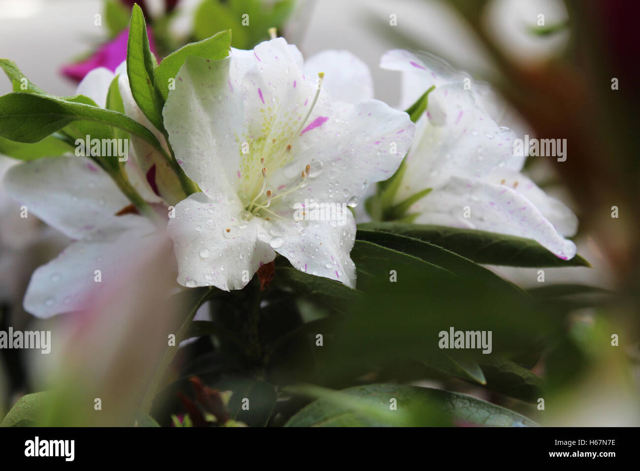White Azaleas with the dewdrop at Kyoto, Japan Stock Photo - Alamy
